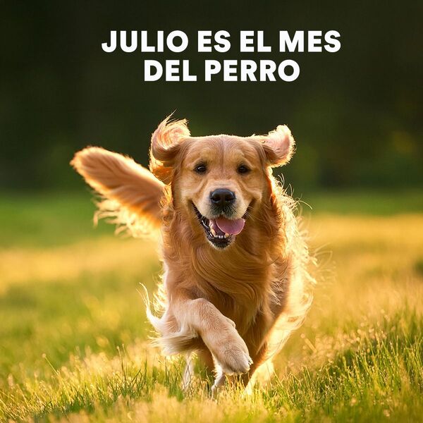 Día Mundial del Perro, llamado a la adopción responsable en México | NEO
